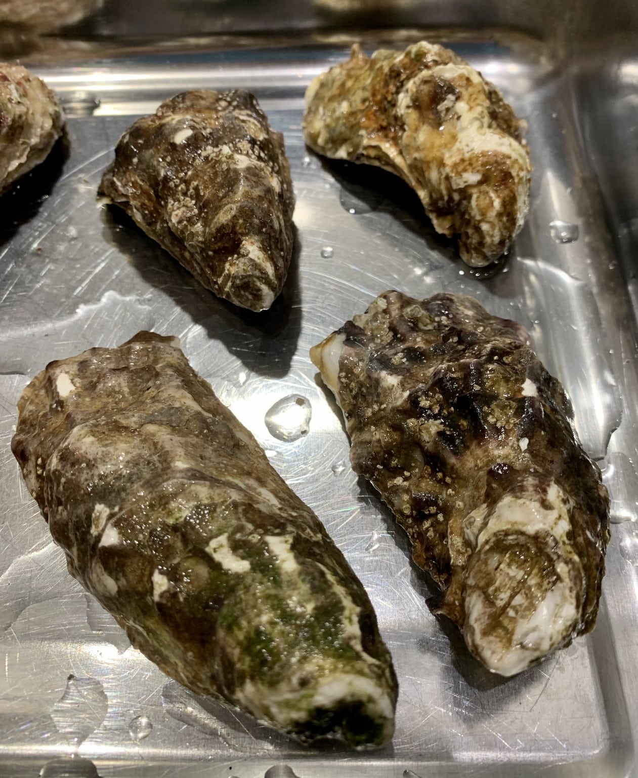 Austern - Oysters - Huîtres