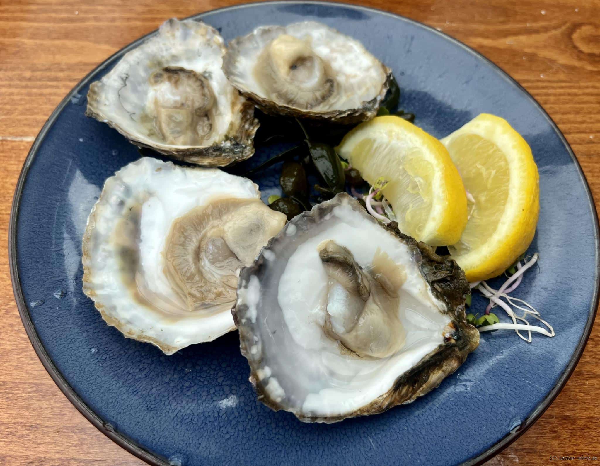Austern - Oysters - Huîtres