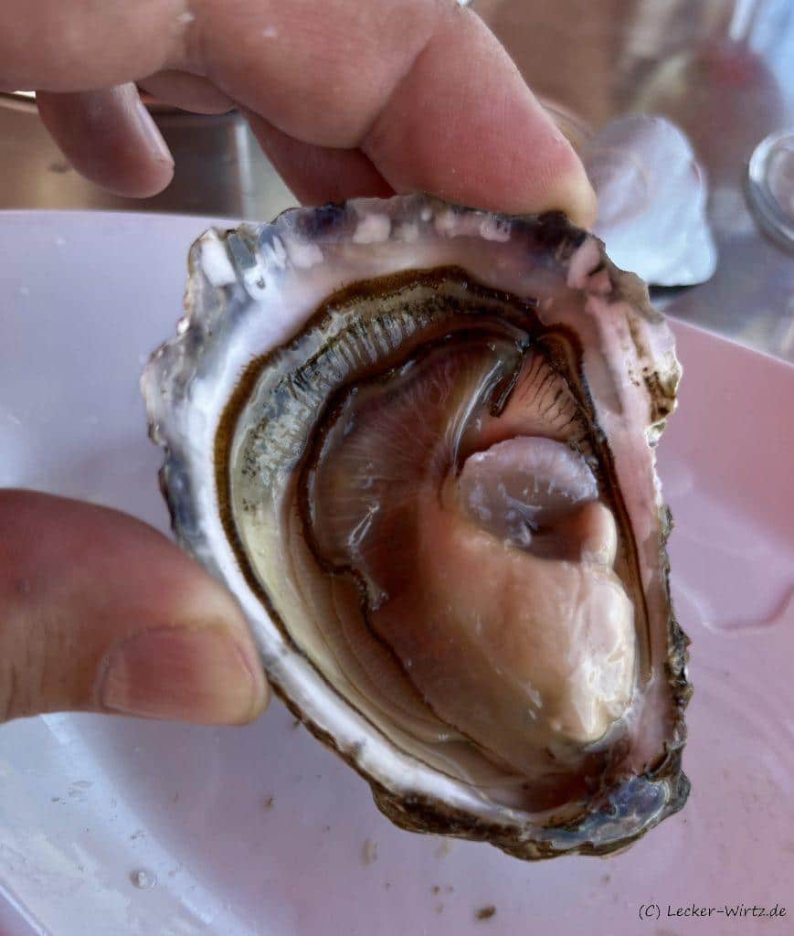 Austern - Oysters - Huîtres